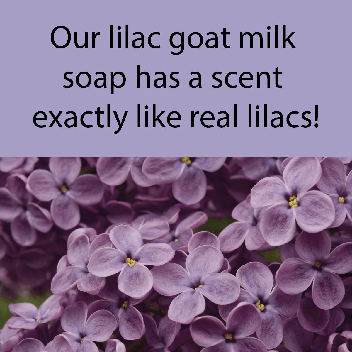 Lilac Goat Milk Soap | Exactly like real lilacs | Joy Lane Farm